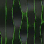 interlam wall panel systems – Lucept